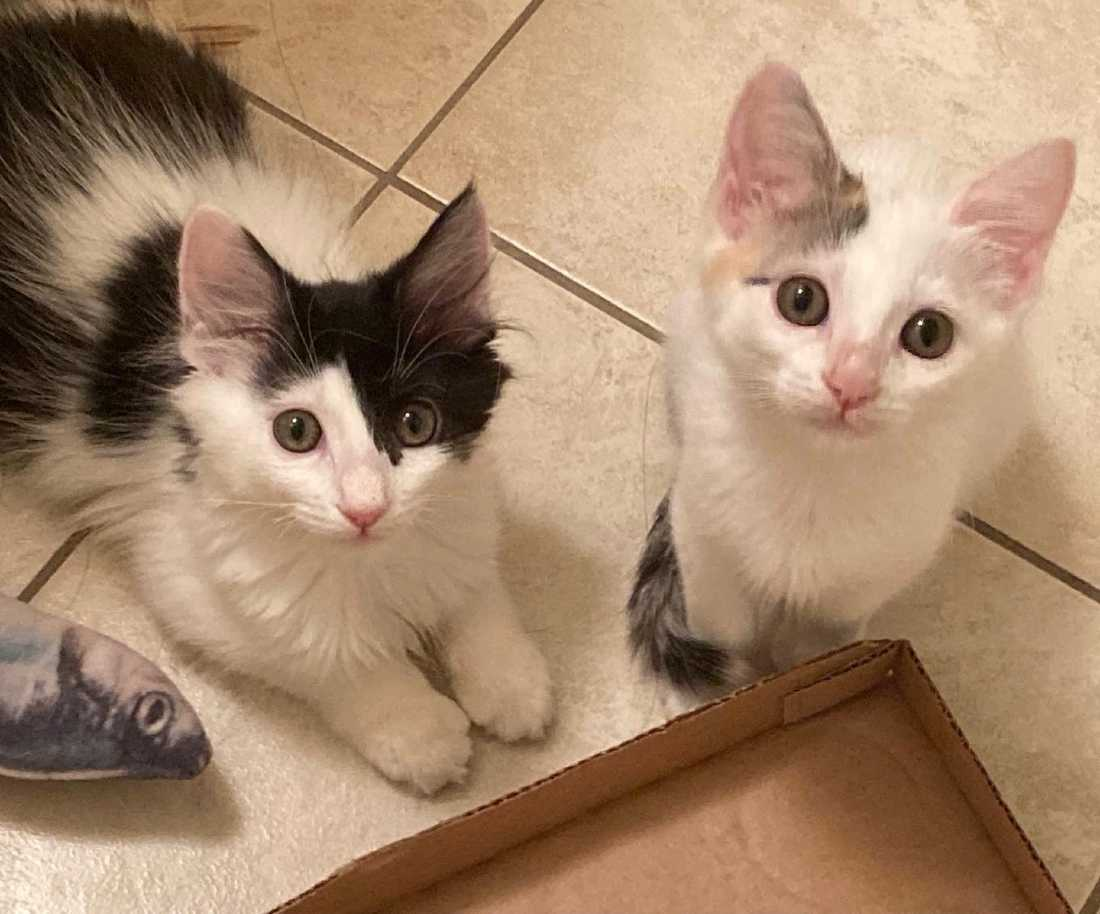 Meet the Kittens Who Will Be Head Off To The Pet Store In California ...