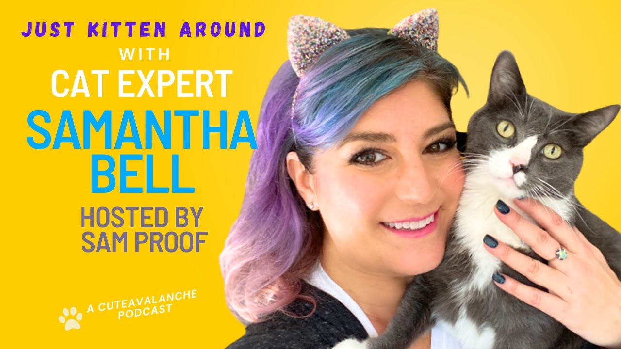 Just Kitten Around Podcast | Cuteavalanche 24/7 Foster Cat Cam