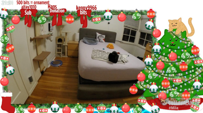Catmas Interactive Experience | Cuteavalanche 24/7 Foster Cat Cam